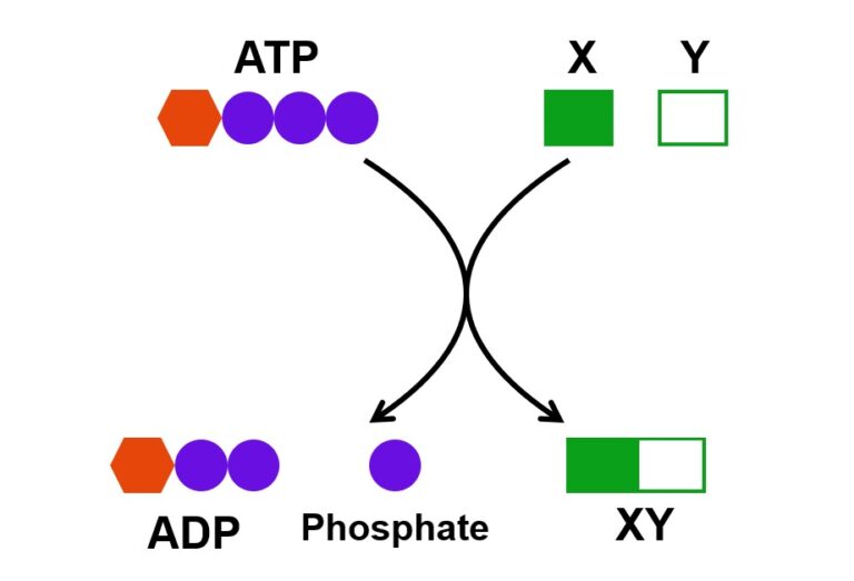 “ATP is the Energy Currency for Life” … What does this mean?? - Mark's ...