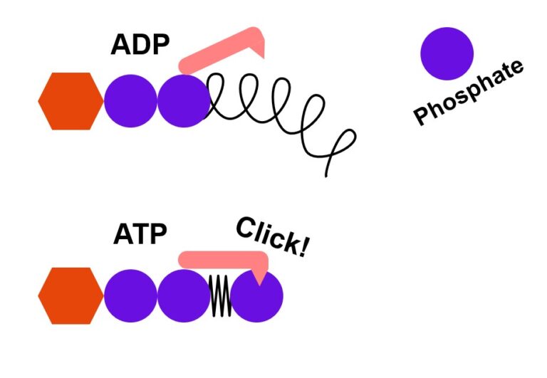 “ATP is the Energy Currency for Life” … What does this mean?? - Mark's ...