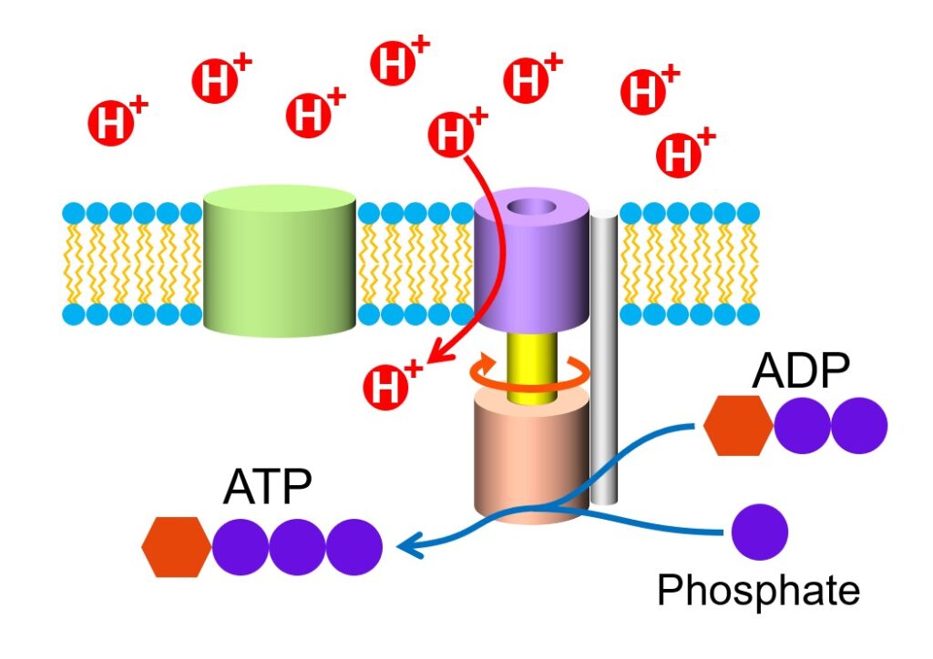 A Very Simple Explanation for the Mechanism of ATP ( Energy Source for ...