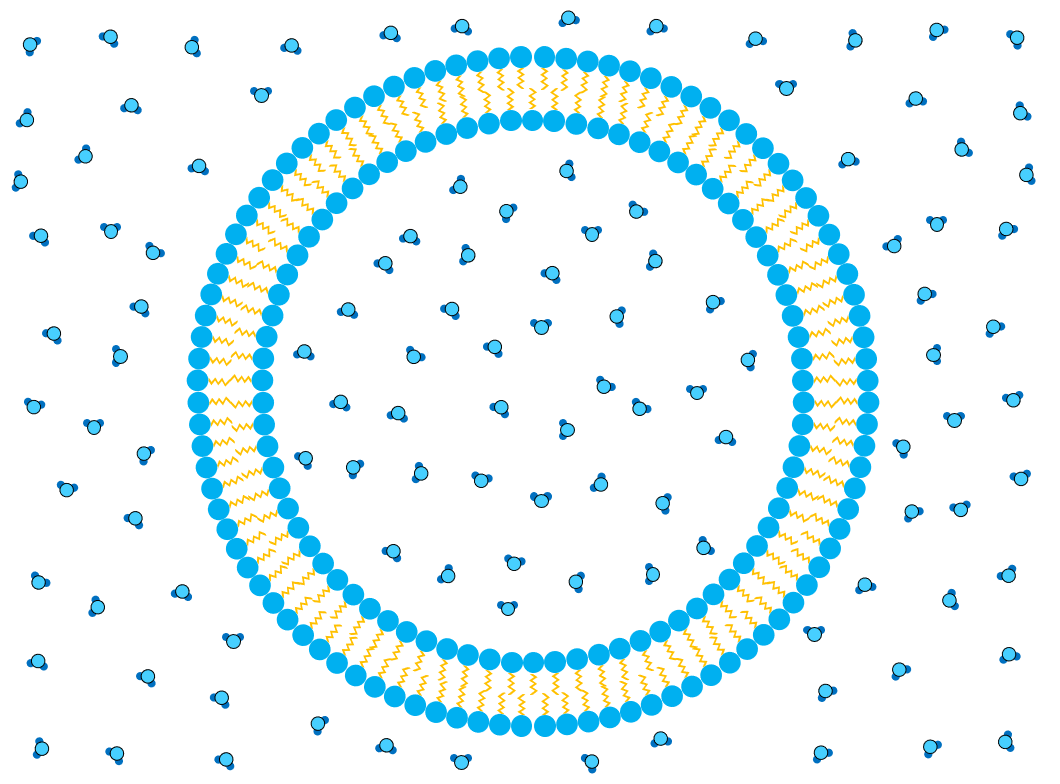 How did the nucleus come to be enveloped in a double membrane? - Mark's ...