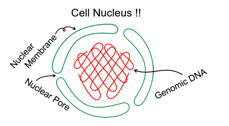 How did the nucleus come to be enveloped in a double membrane? - Mark's ...